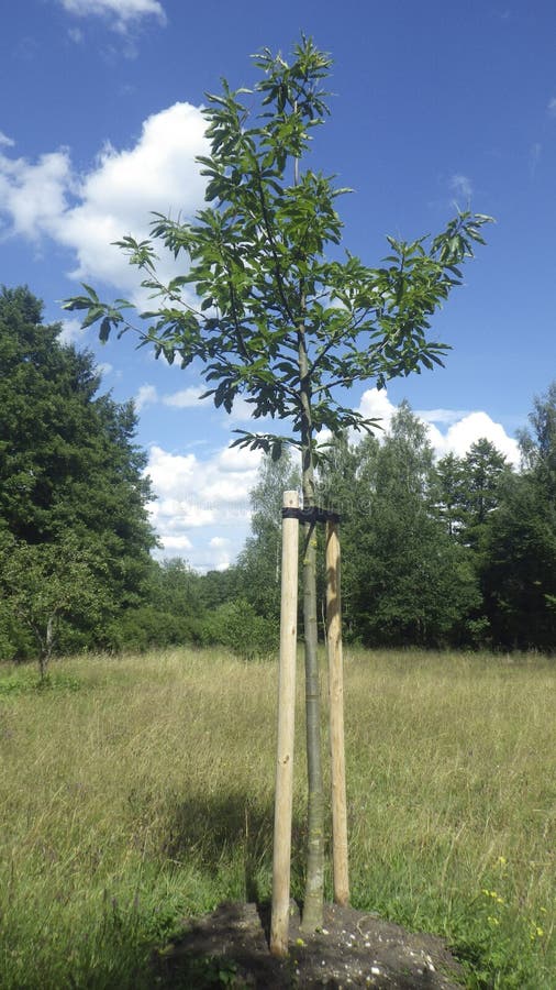 Fruit Tree Cut in Agriculture Stock Image - Image of food, fruits ...