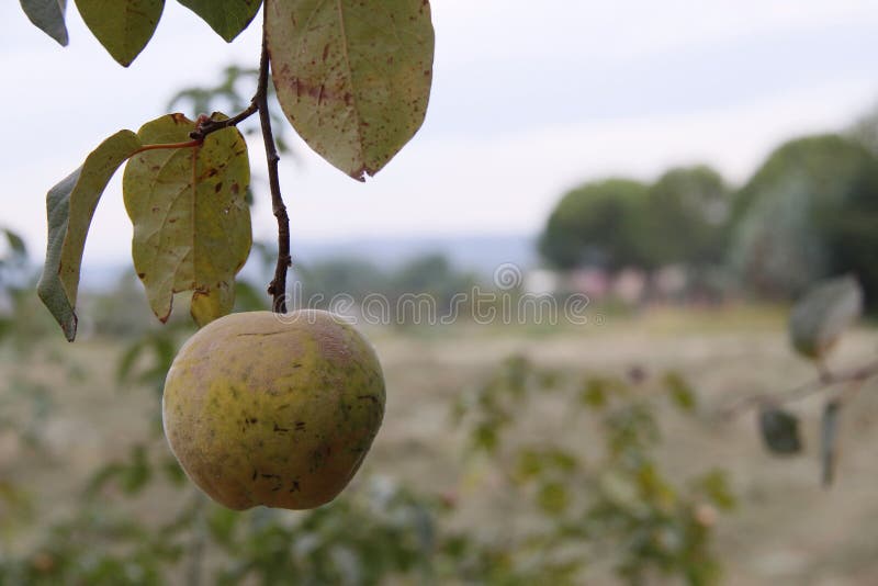 The fruit of the tree stock photo. Image of farm, primavera - 101160374