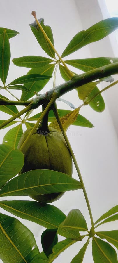 Fruit, tree, green stock image. Image of food, fruit - 264038123