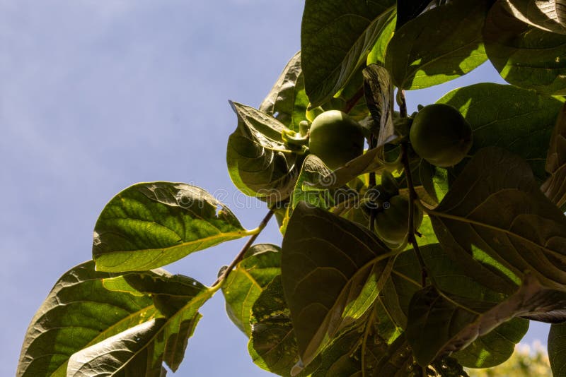 Fruit Tree Green Persimmon in the Orchard Stock Image - Image of ...