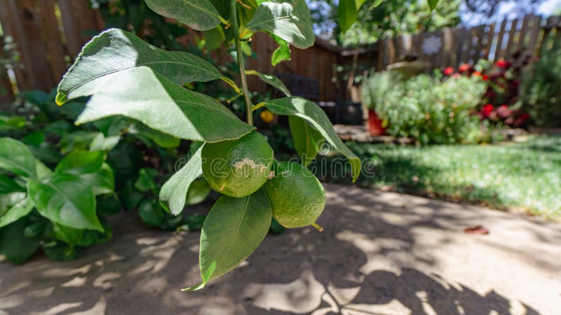 Close Up of Green Lemons Sagging on a Branch of a Tree on a Sunny Day ...