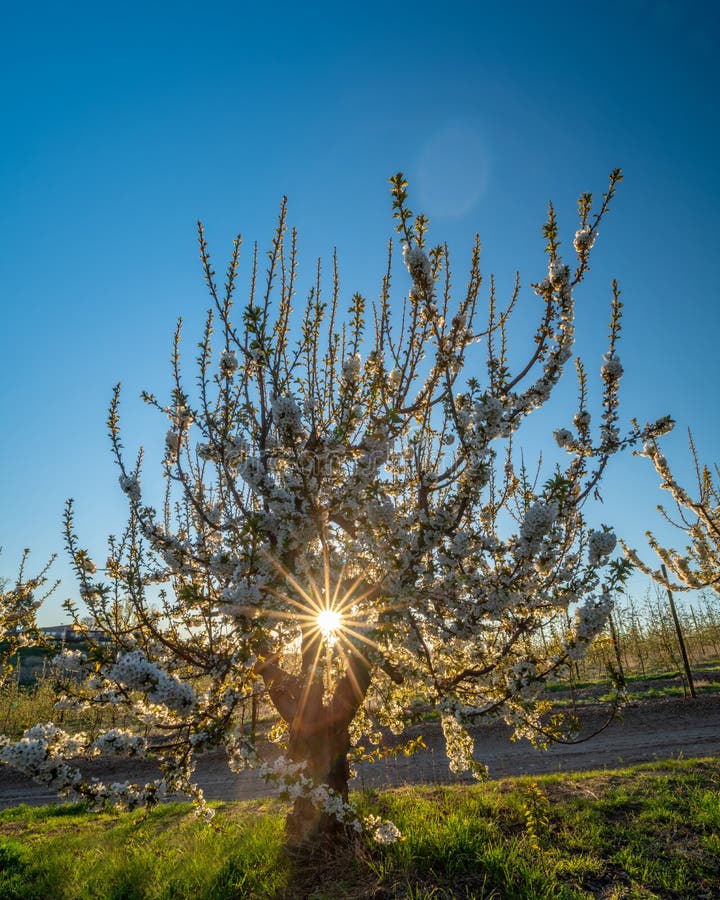 Fruit Tree in an Idaho Orchard with a Sunburst Peeking through Stock ...