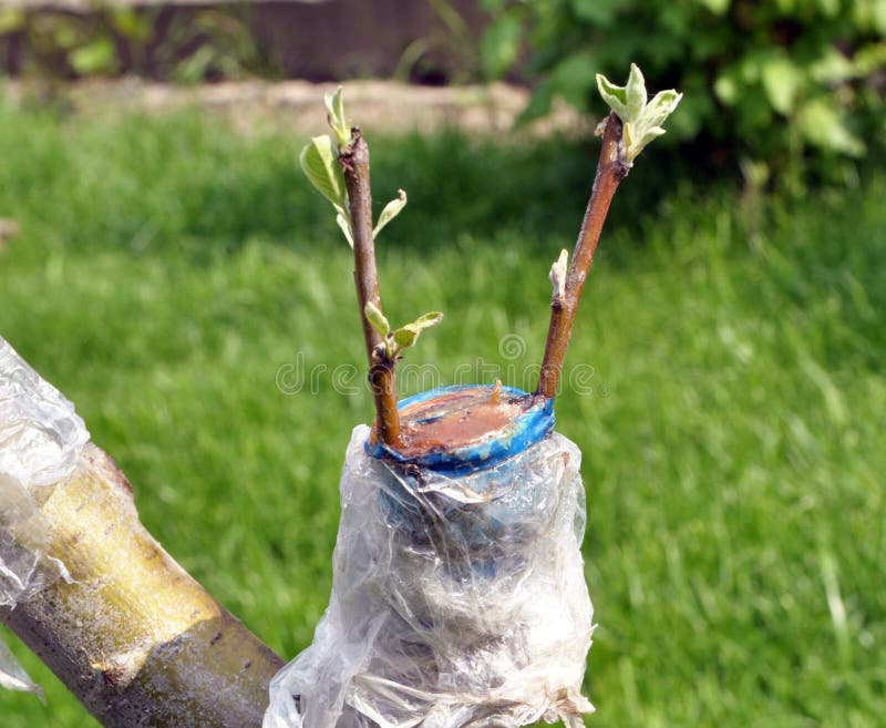 Fruit tree inoculated stock photo. Image of fruit, agriculture - 166428344