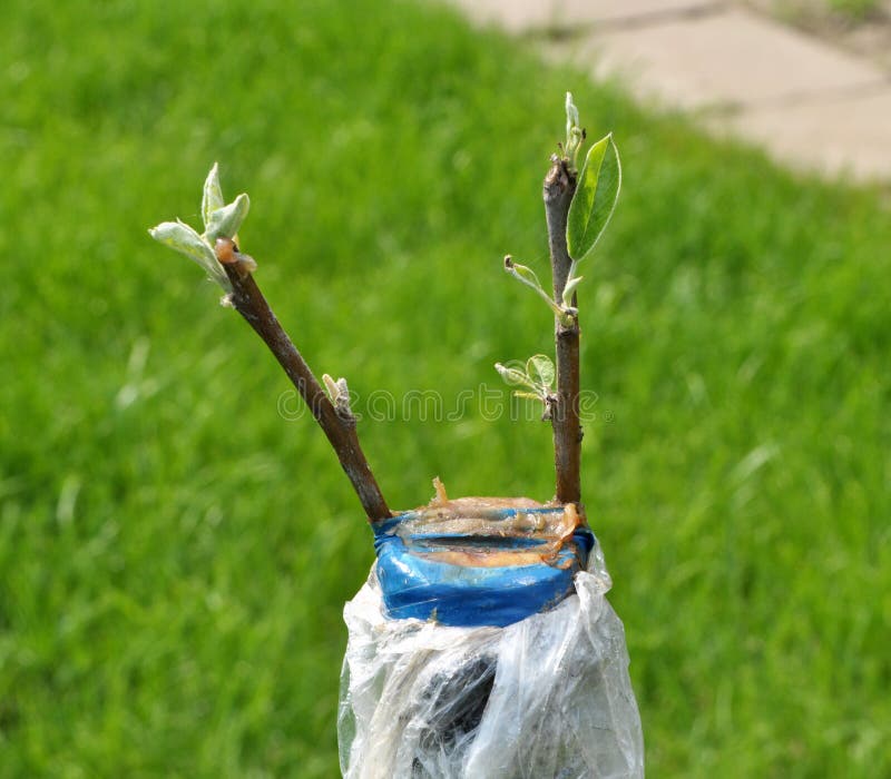 Fruit tree inoculated stock image. Image of green, cloning - 166420047