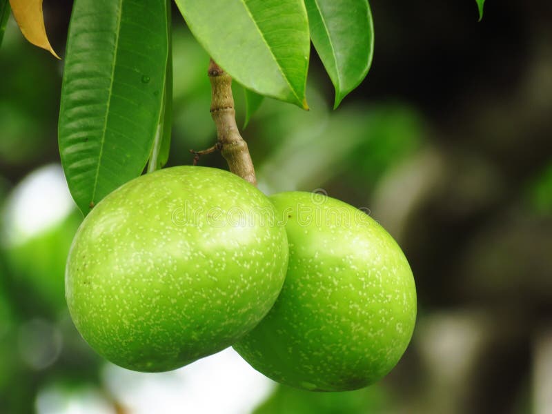 Fruit, Fruit Tree, Key Lime, Citrus Stock Photo - Image of citrus ...