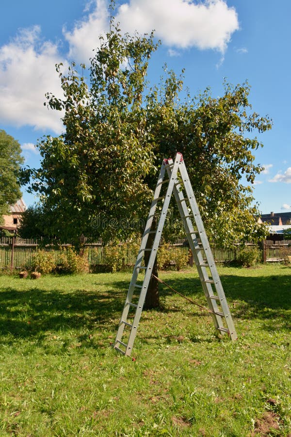 Fruit tree and ladder stock photo. Image of bright, summer - 60494828