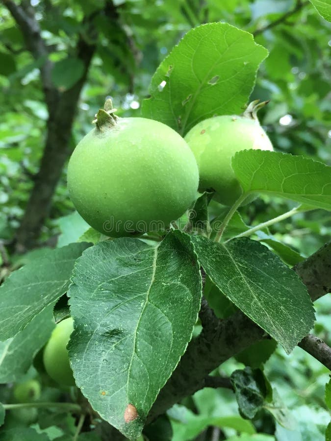 Fruit Tree, Fruit, Leaf, Apple Picture. Image: 123314279