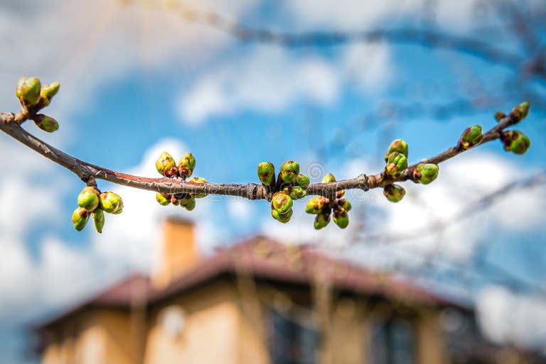 Fruit Tree Leaf Buds Under Sunlight. Spring Time Stock Photo - Image of ...