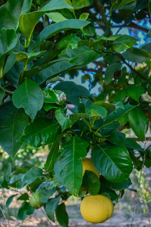 Fruit Tree, Lemon Tree in Bloom and with Its Fruit the Lemon Stock ...