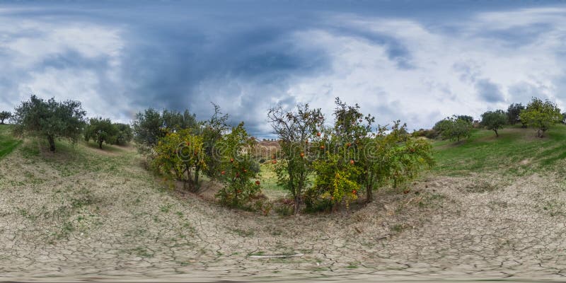 Fruit Tree in the Nature 360 View Stock Image - Image of green, valley ...