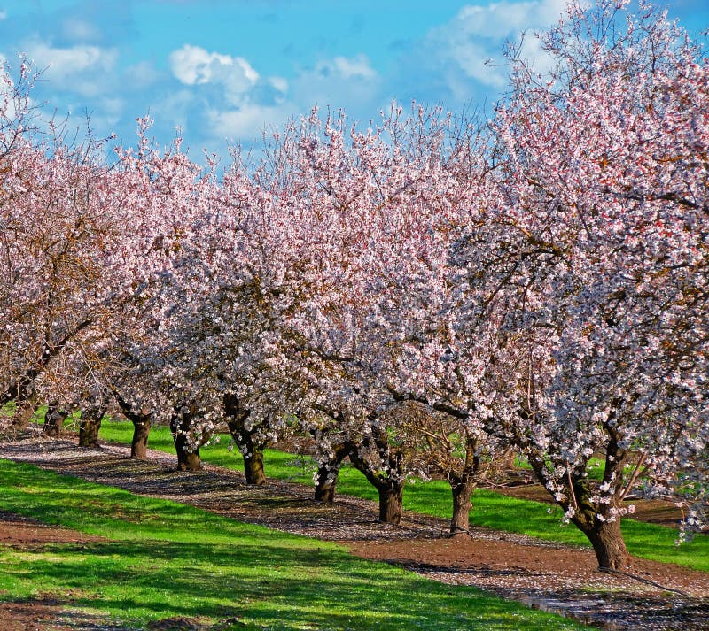 Blooming peach orchard stock photo. Image of fruit, tree - 765158