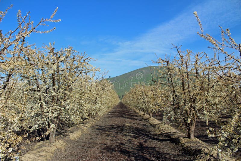 Fruit Tree Orchard stock photo. Image of spring, fresno - 269146210