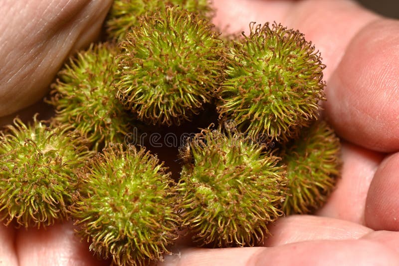 The Fruit Tree Oriental Flat on the Palm Stock Photo - Image of disease ...