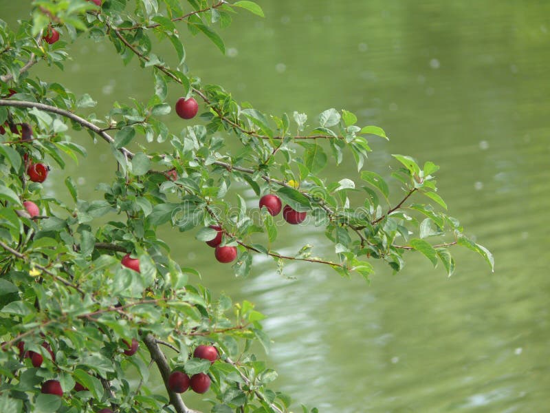 Fruit tree over lake stock image. Image of fruit, fruits - 189677563