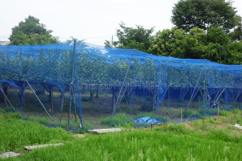 Fruit tree pattern stock image. Image of covered, power - 214310215