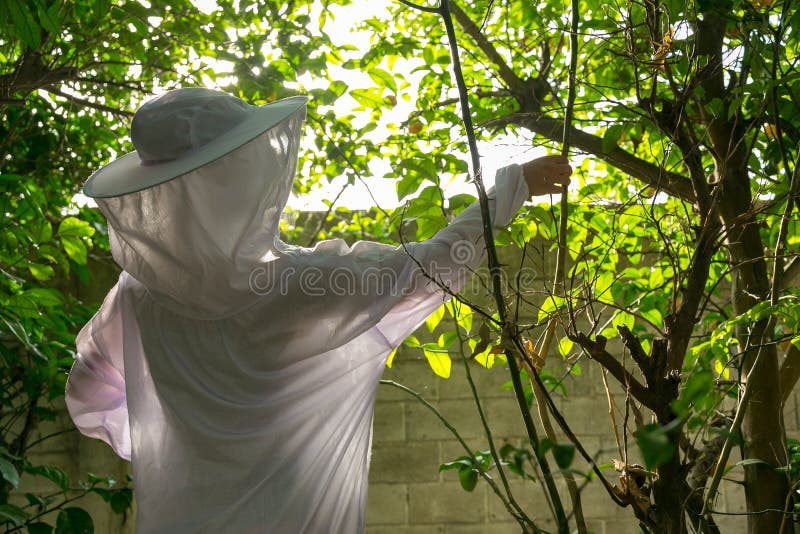 Fruit Tree Pest Control Person Stock Photo - Image of forest, holding ...
