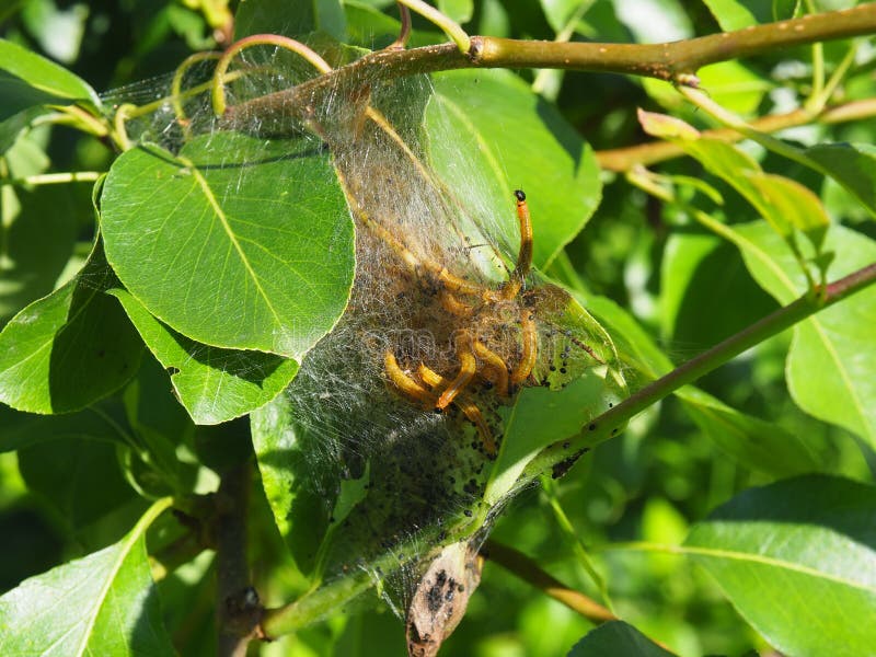 Fruit Tree Pest Larval Colony. the Larvae Make an Extensive Weblike ...