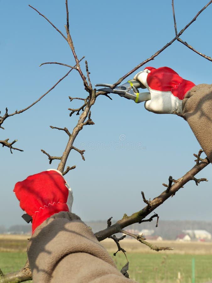 Fruit tree pruning stock image. Image of botanic, sharp - 38277961