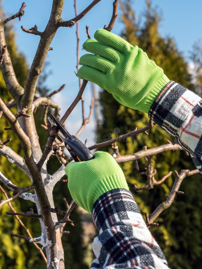 Fruit tree pruning stock image. Image of orchard, apple - 172559683