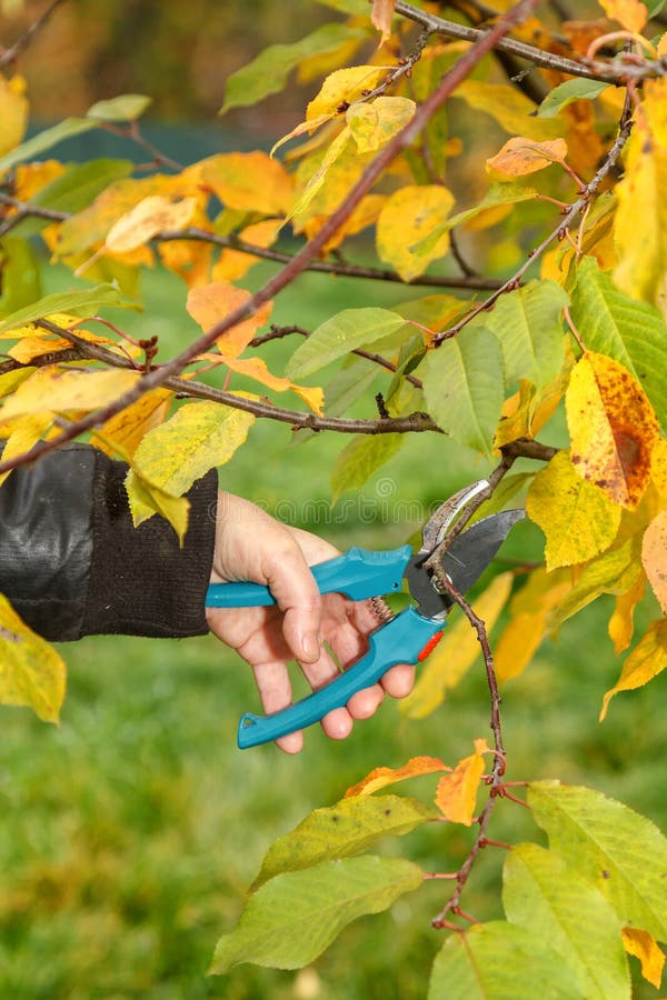 Fruit Tree Pruning. Garden Scissors. Autumn Pruning for Sanitary ...