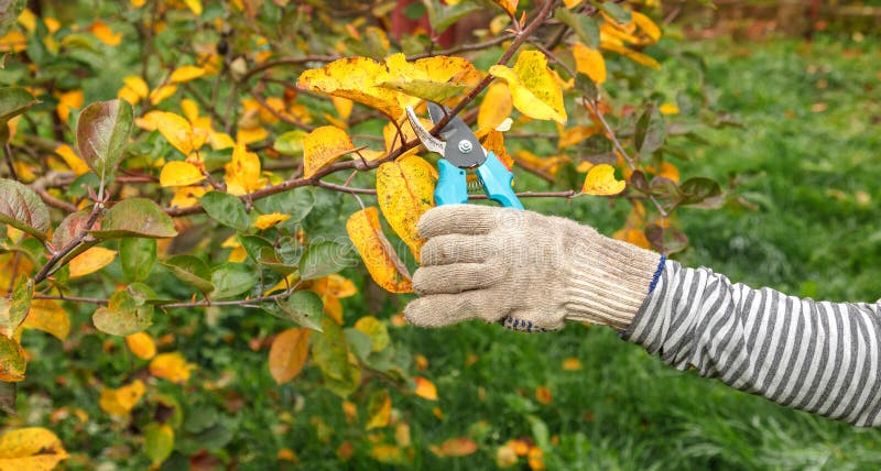 Fruit Tree Pruning. Garden Scissors. Autumn Pruning for Sanitary ...