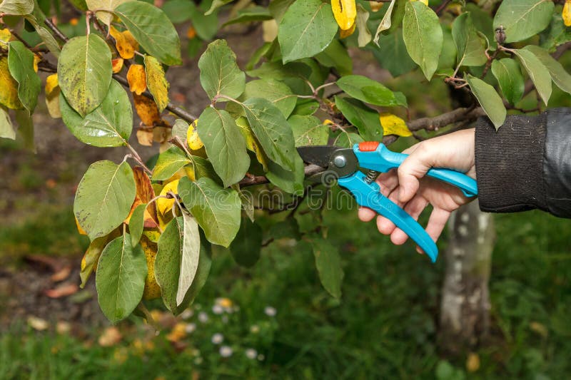 Fruit Tree Pruning. Garden Scissors. a Gardener Uses Garden Scissors To ...