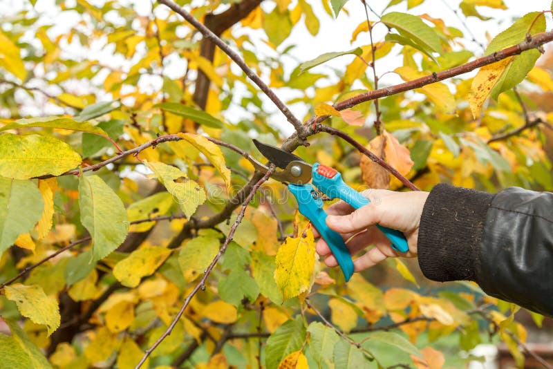 Fruit Tree Pruning. Garden Scissors. a Gardener Uses Garden Scissors To ...