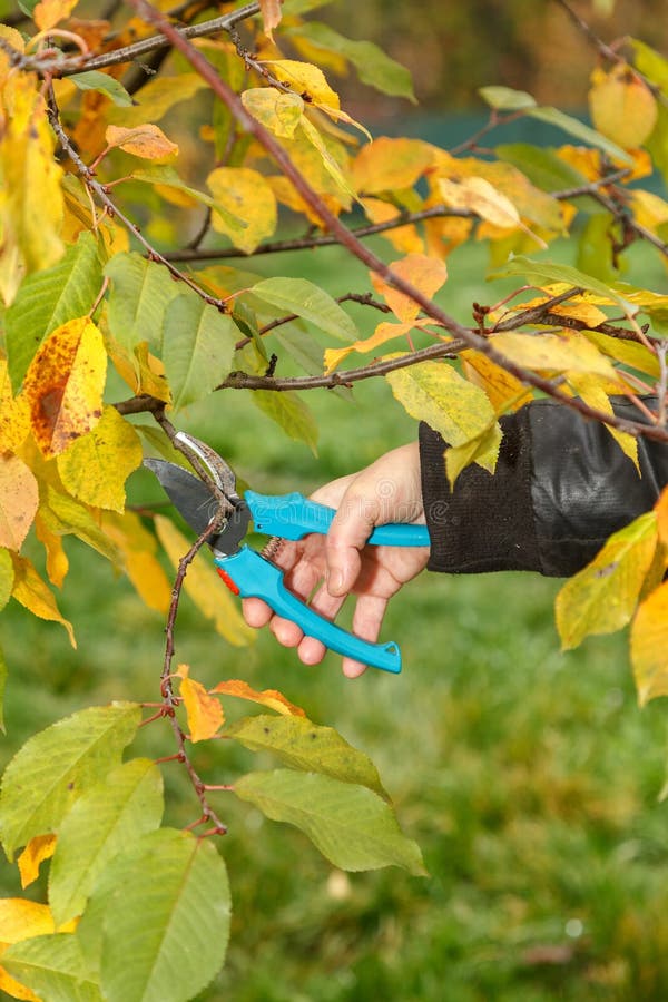 Fruit Tree Pruning. Garden Scissors. Pruning Fruit Trees for Sanitary Reasons in the Autumn ...