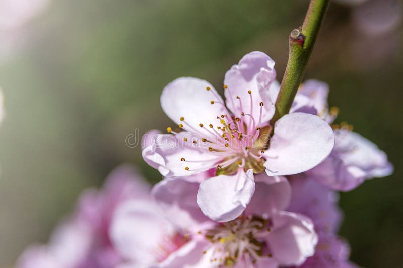 Fruit Tree Prunus Armeniaca in Bloom. Close-up. Stock Image - Image of ...