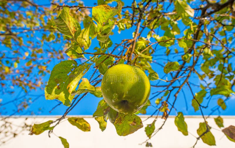 Fruit Tree in a Garden in Sunlight Stock Image - Image of garden, quiet ...