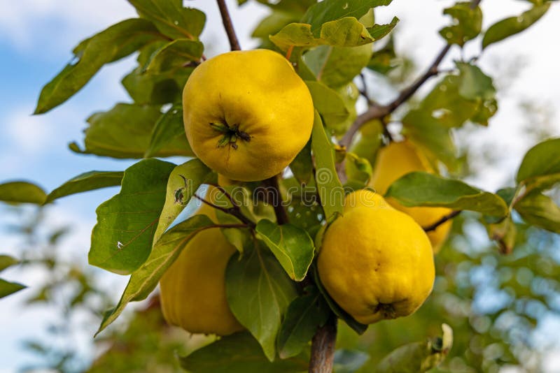 Ripe quinces on a tree stock photo. Image of tree, farming - 258283546