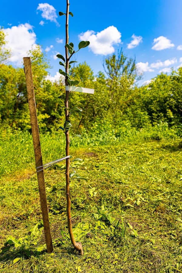Fruit Tree Seedling with Empty Tag in the Garden Stock Photo - Image of ...