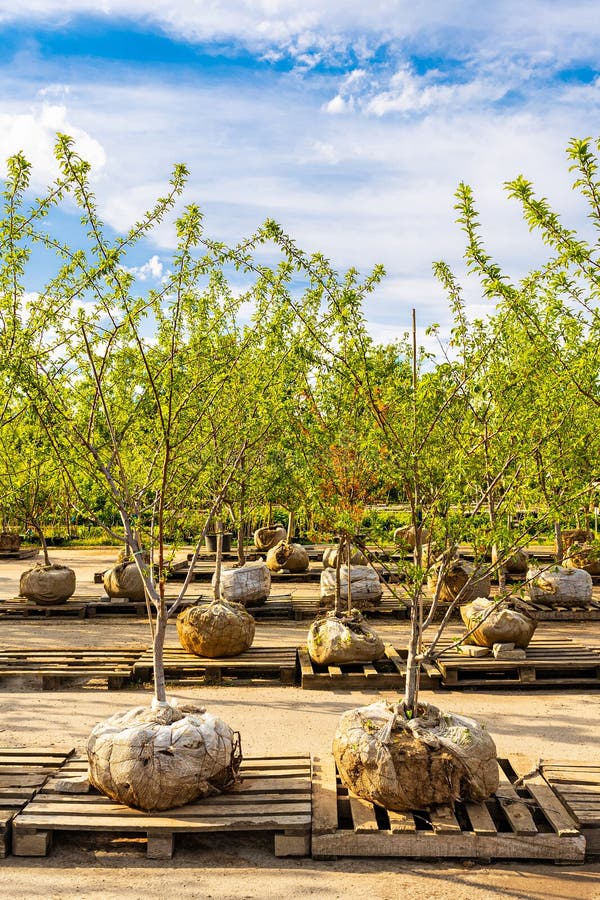 Fruit Tree Seedling Sold in a Plant Nursery Stock Photo - Image of sale ...