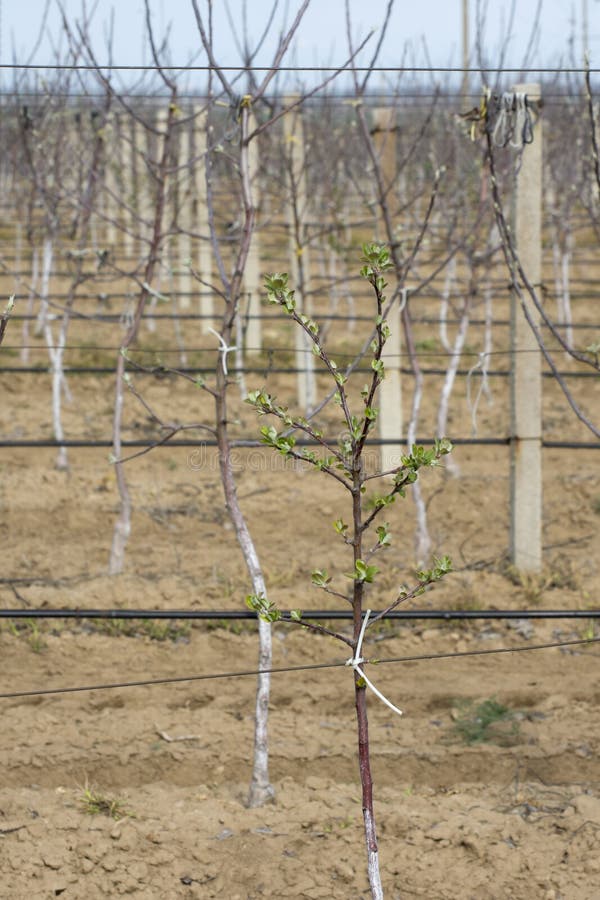 Fruit Tree Seedlings in the Garden in Spring Stock Photo - Image of ...