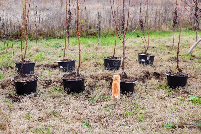Fruit Tree Seedlings Planted in Nursery Growing Containers on an ...