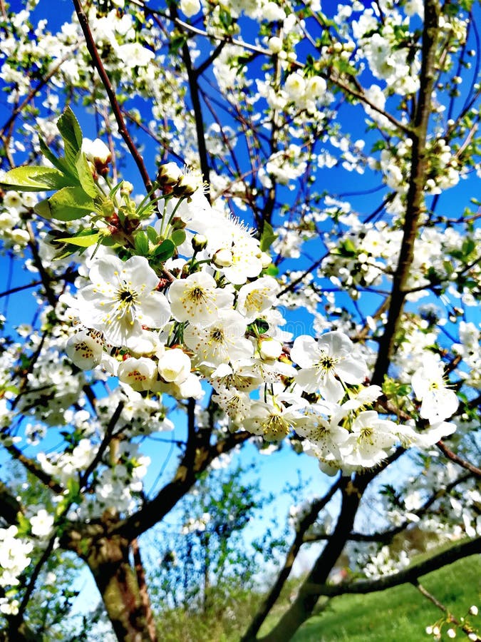 Fruit tree in spring stock photo. Image of spring, blue - 188724880
