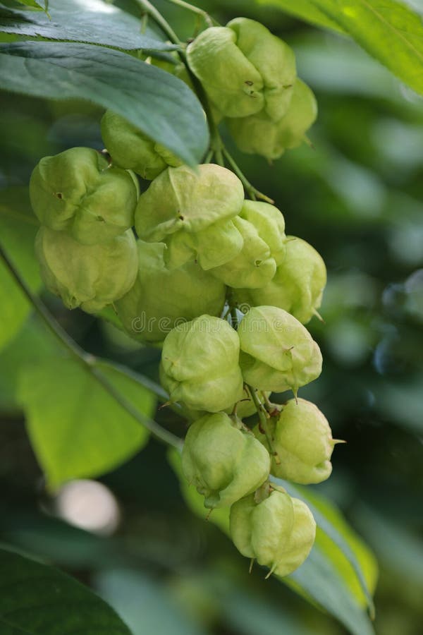 Fruit Tree Staphylea Pinnata Stock Image - Image of capsule, botanical ...