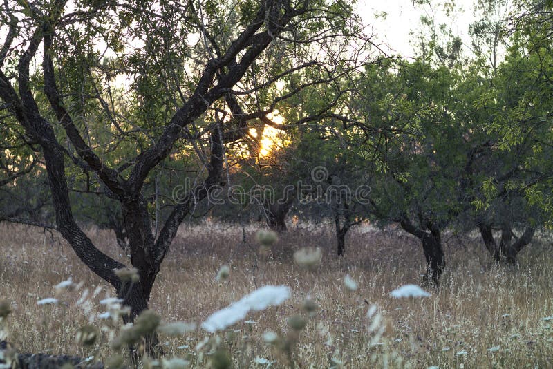 Fruit tree at sunset stock photo. Image of spain, country - 93446758