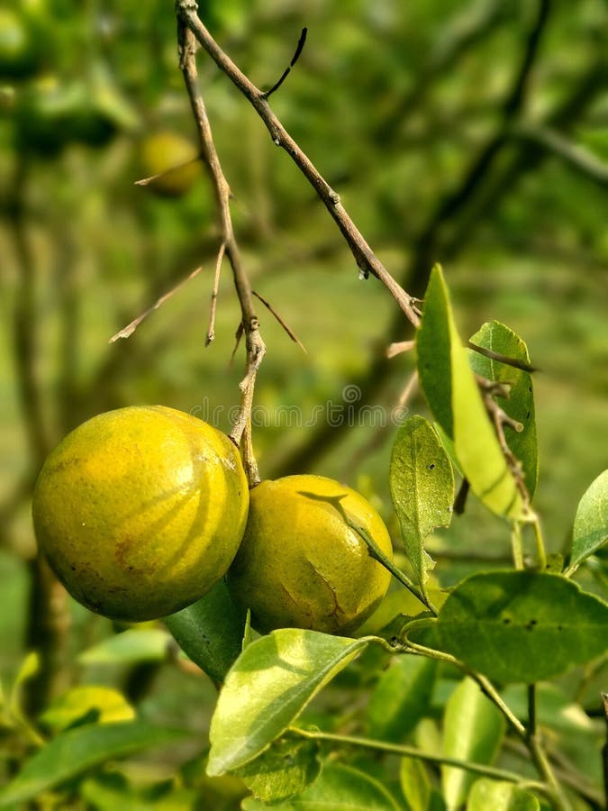 Fruit Tree Sweet and Fresh Orange Fruit Stock Photo - Image of orange ...