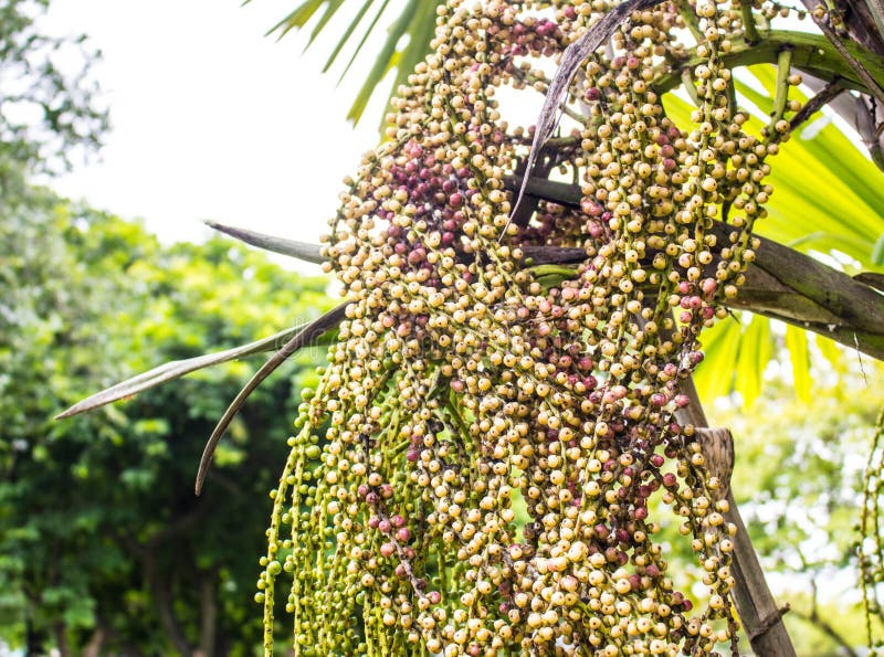 Fruit on the tree stock image. Image of leaf, appetizing - 44863197
