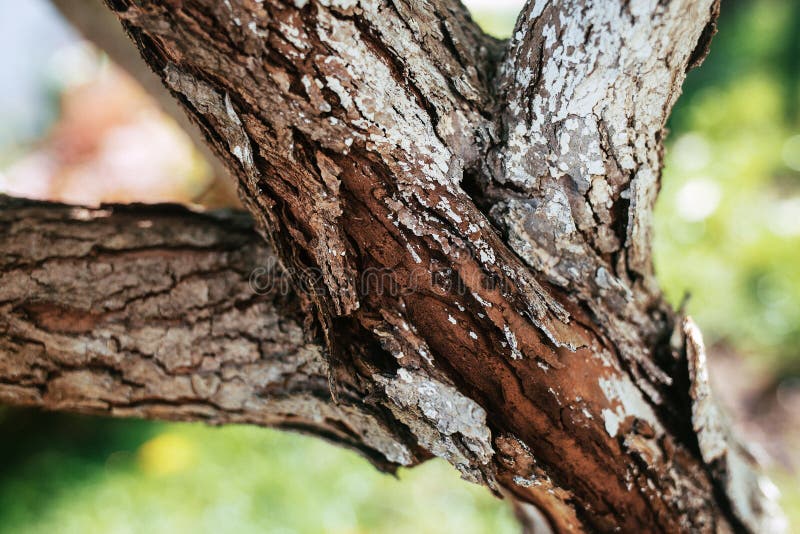 Fruit Tree Trunk with Cracled Bark in the Garden Stock Image - Image of ...