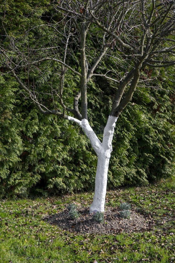 373 Limewash Stock Photos - Free & Royalty-Free Stock Photos from ...