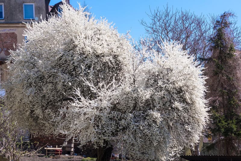 A Fruit Tree in a Veritable Explosion of White Flowers on a Spring Day ...