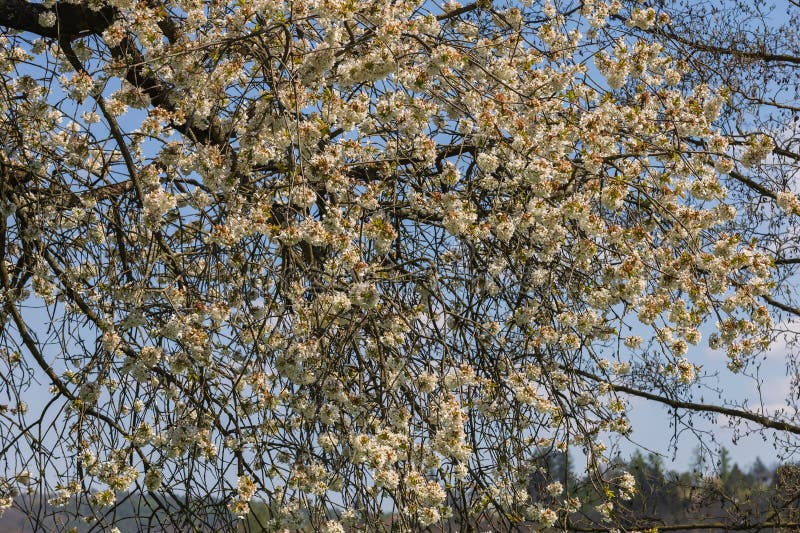 A Fruit Tree with White Flowers by the Water Stock Image - Image of ...