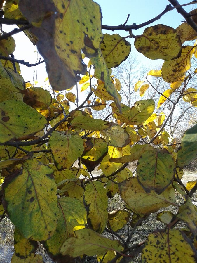 Fruit Trees in Autumn. Autumn Garden. Nature Stock Image - Image of ...