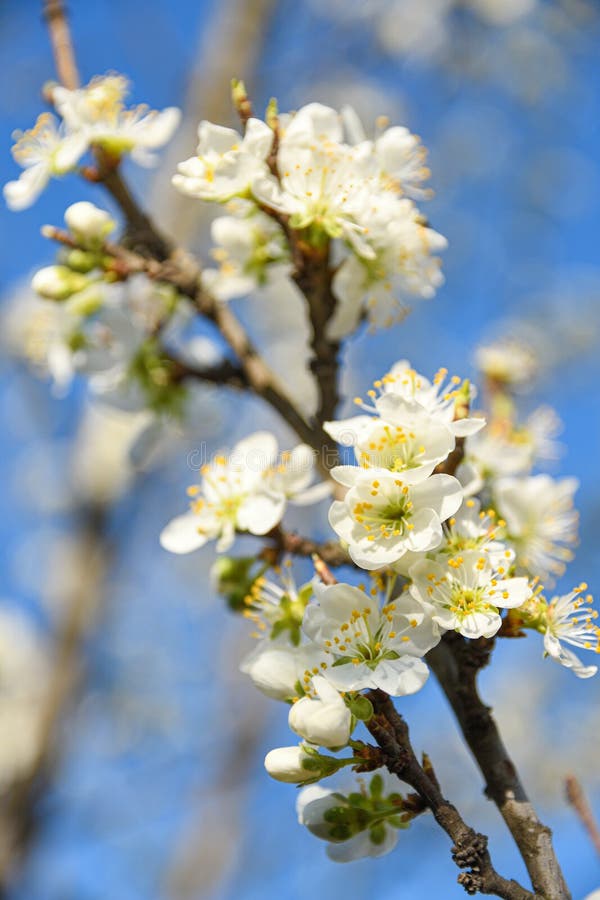 Fruit Trees Bloom in Spring Against a Background of Blue Sky and Other ...