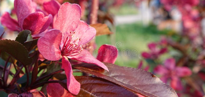 Fruit Trees Bloom in Spring Stock Photo - Image of bumblebee, white ...