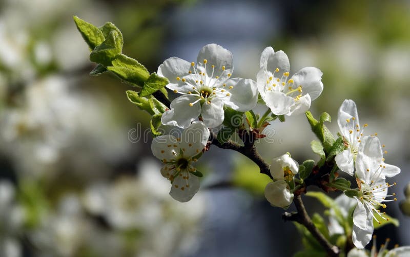 Fruit Trees Bloom in Spring Stock Photo - Image of color, tree: 250912444