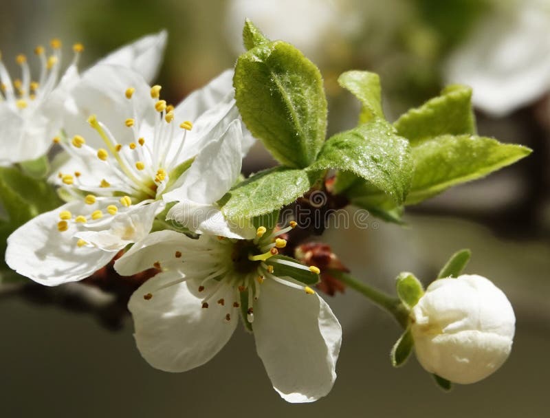 Fruit Trees Bloom in Spring Stock Image - Image of apple, background ...