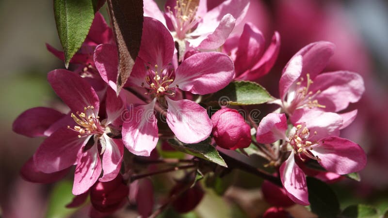 Fruit Trees Bloom in Spring Stock Image - Image of bumblebee, crop ...